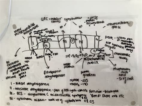 Diagrams Flashcards Quizlet Diagrams Flashcards Quizlet