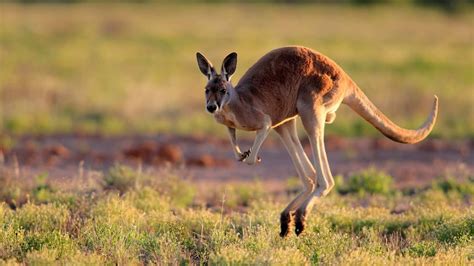 How Much Do You Know About This National Icon Take The Kangaroo Quiz