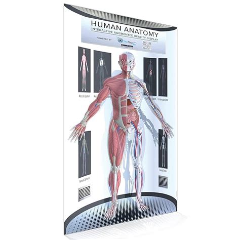 buy farsight xr human anatomy interactive augmented reality display