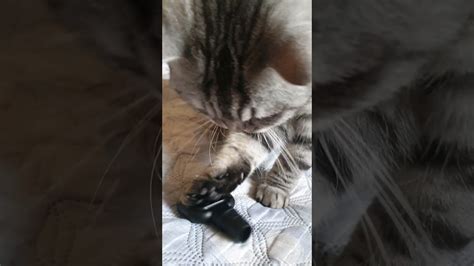 18분째 이러구 있다 Cat 고양이일상 Youtube