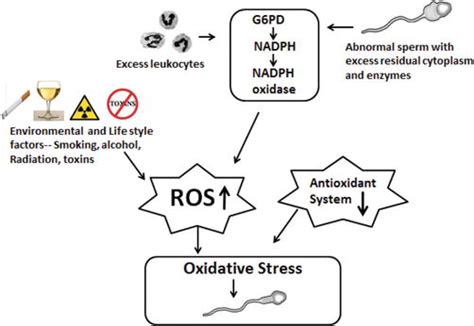 Role Of Reactive Oxygen Species In Male Reproduction IntechOpen