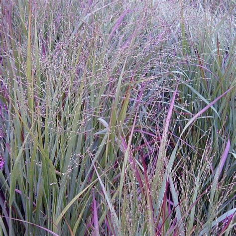 Panicum Warrior