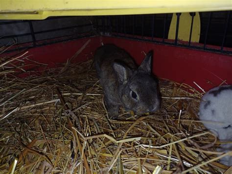 Patuljasti Rex Kunići