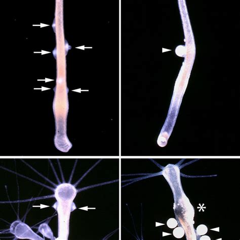 Sexual Hydra Bearing Testes Or Eggs A Normal Male Hydra B Normal