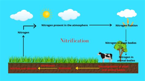 Nitrification Process Of Nitrogen Cycle Sciencequery