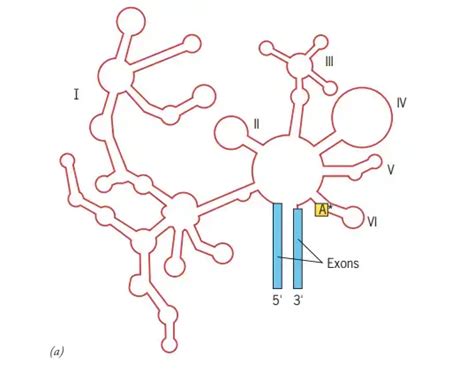 RNA Splicing Definition Types Mechanisms Biology Notes Online