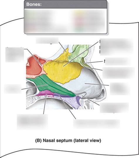 Nasal Septum Diagram Quizlet