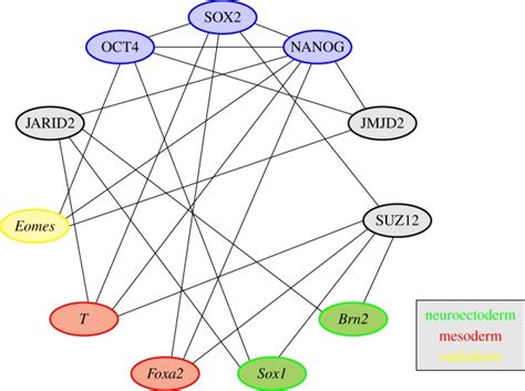 From Blastocyst To Gastrula Gene Regulatory Networks Of Embryonic Stem Cells And Early Mouse