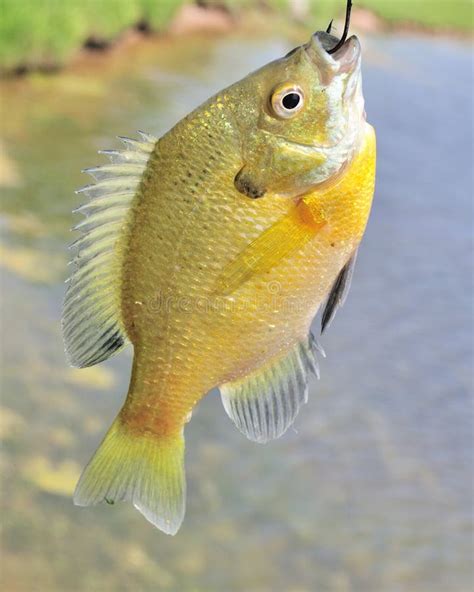 Sunfish On A Hook Stock Image Image Of Caught Panfish 14508351