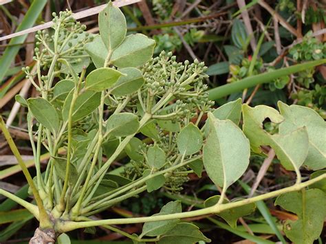 Polyscias Araliaceae