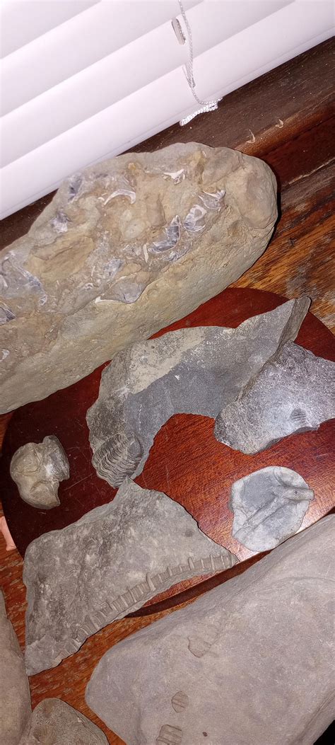 Some Cool Fossils I Found Today Nys R Fossilhunting