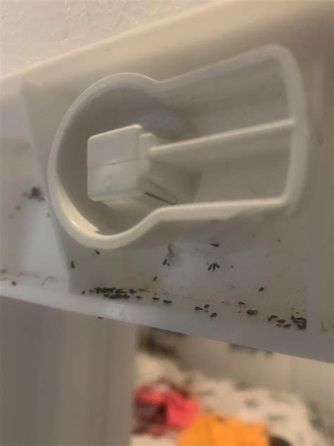 Id Loft Hatch Door Rinsects