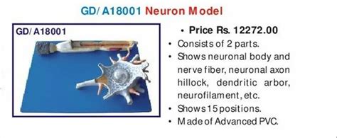 Neuron Model 2 Parts Made Of Pvc At Rs 900000 Anatomical Models In