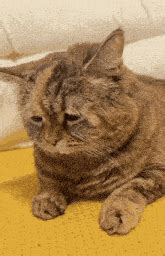 Sad Cat Kitty  Sad Cat Kitty Depressed Discover And Share S
