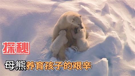 探秘雌性北极熊独自生育和哺育幼崽的艰辛之路 Youtube