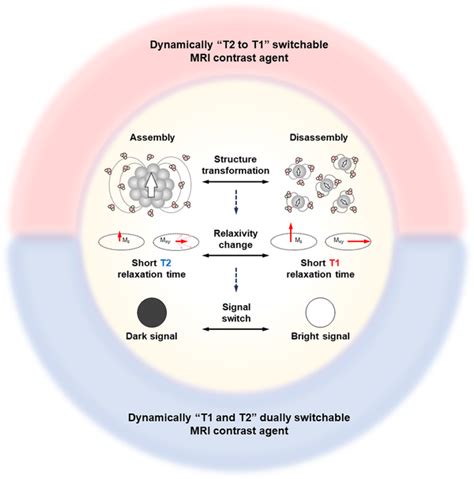 schematic illustration of dynamically switchable mri contrast agents