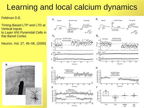 Introduction To Modern Methods And Tools For Biologically Plausible Modeling Of Neurons And