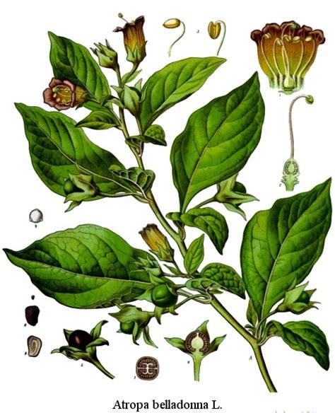 Belladonna Goddess Plan