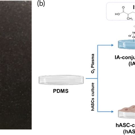 A Poly Dimethylsiloxane Pdms Membrane Samples B Schematic Download Scientific Diagram