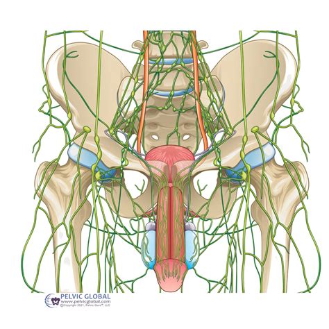 Lymphatics Pelvic Lymph System Vulvar And Penile Anatomy Male And Female