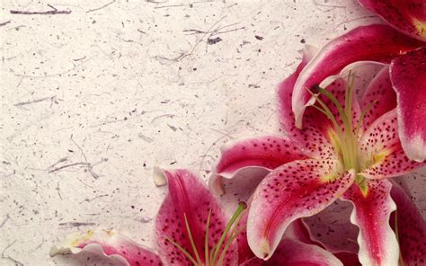 Lily Wallpaper For Desktop Wallpapersafari