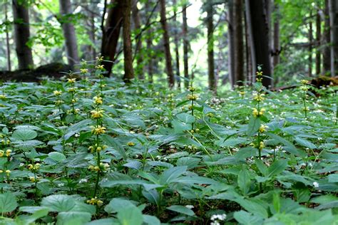 Eleven Forest Behance