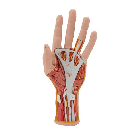 Internal Hand Structure Model 3 Part M18 1000349 Hand Anatomy