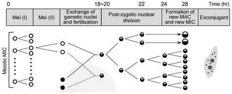 Blepharisma Diagram