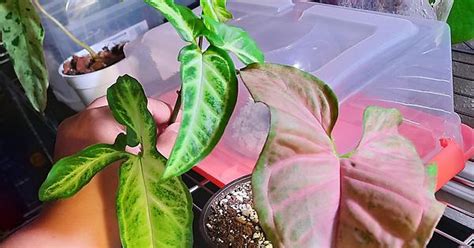 Angustatum Pink Flecked P Binnefolium Album On Imgur