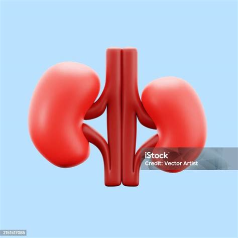 신장 인체 기관 해부학 의료 병원 3d 아이콘 일러스트 렌더링 디자인 3차원 형태에 대한 스톡 사진 및 기타 이미지 3차원