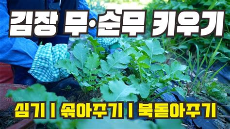 김장 무 재배 순무 키우기 김장 무 파종하기 솎아주기 북돋아주기 무 순무 김장무우 Youtube
