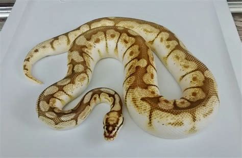 Queen Bee Ball Python Queen Bee Yb Female Dynasty Reptiles