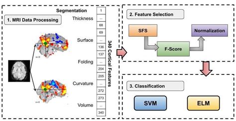 Adhd Classification Workflow With Mri Human Cortical Feature Measures 29 Download Scientific