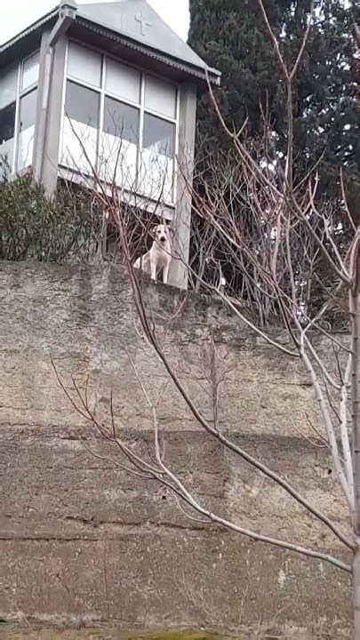 Совершенно случайно заметила эту собаку🐕как красиво стоит и смотрит что делается внизу🥰Красавчик