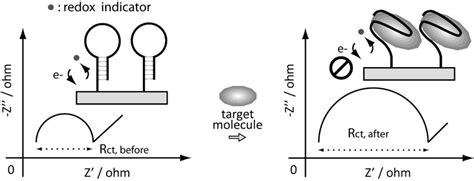 Impedimetric Sensing By Structured Oligonucleotide Aptamers Download Scientific Diagram
