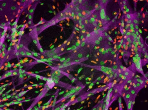 Cell子刊：突破干细胞研究瓶颈的新成果