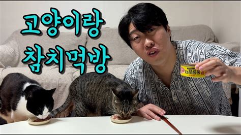 고양이랑 캔참치 먹방 Asmr Youtube