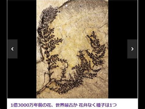 1億3000万年前の花世界最古か 花弁なく種子は1つ YouTube