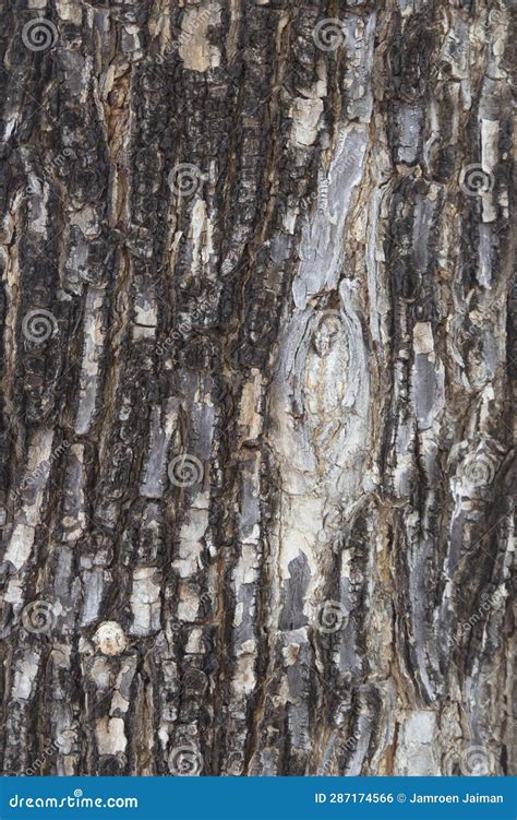 The Bark Or Skin Of A Tree That Ages Over Time Stock Photo Image Of Grunge Weathered