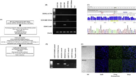 Detection Of The Fusion Gene And Validation Of The Fusion Gene Download Scientific Diagram