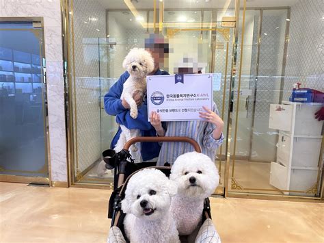 비숑프리제 구름이 보스턴테리어 핏불테리어 허스키 테리어종류 꼬똥 차오차오 아프간하운드 Cat 강아지분리불안 털안빠지는강아지 귀여운강아지 강아지종 사바나캣 믹스견 잭러셀테리어