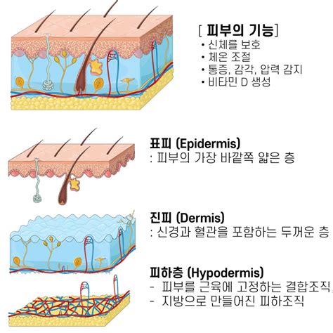 피부의 구조 Structure Of Skin 표피 진피 피하층 3개의 층 의학당