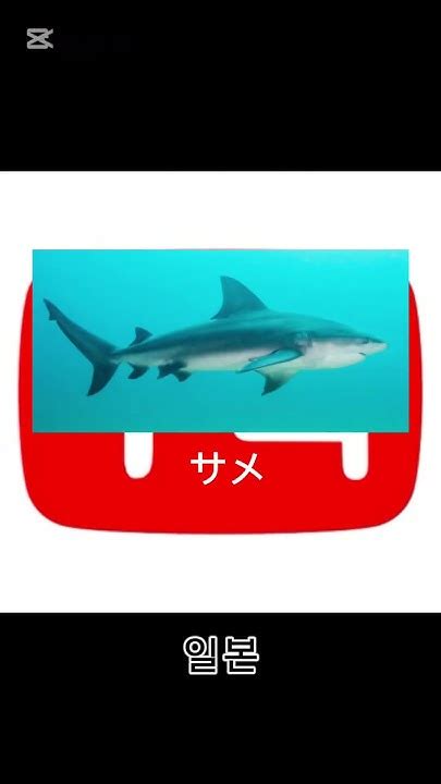 나라별 상어 부르는 말언어 상어 독일어 프랑스어 이탈리아 트랄랄레로 트랄랄라이탈리안 브래인롯 Youtube