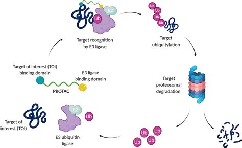 Frontiers From Conception To Development Investigating Protacs