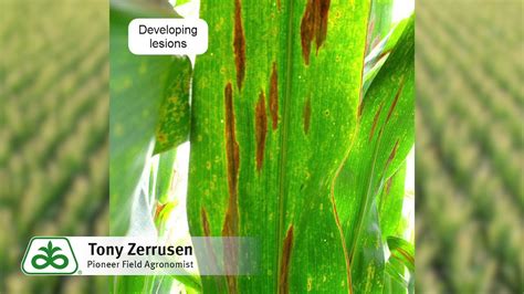 Northern Corn Leaf Spot