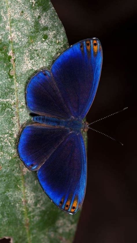 Im Clueless Is This Even A Real Butterfly Rwhatsthisbug