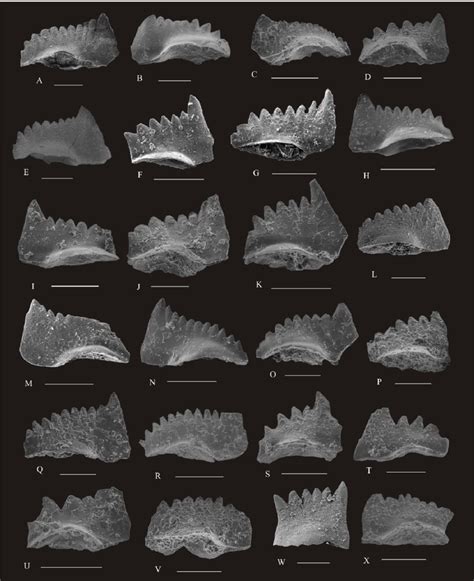Conodonts From The Permiantriassic Boundary Beds In The Yangou Section