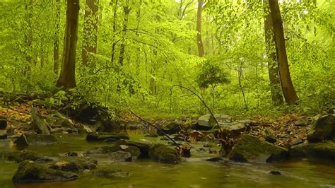 힐링 영상 힐링 음악 숲속영상긴장완화편안한 음악 Youtube