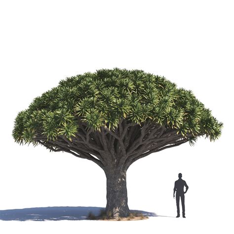 Dracaena Draco 15 Am276 Archmodels Evermotion