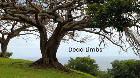 Spotting The Signs Of A Diseased Tree Tree Removal Tree Signs